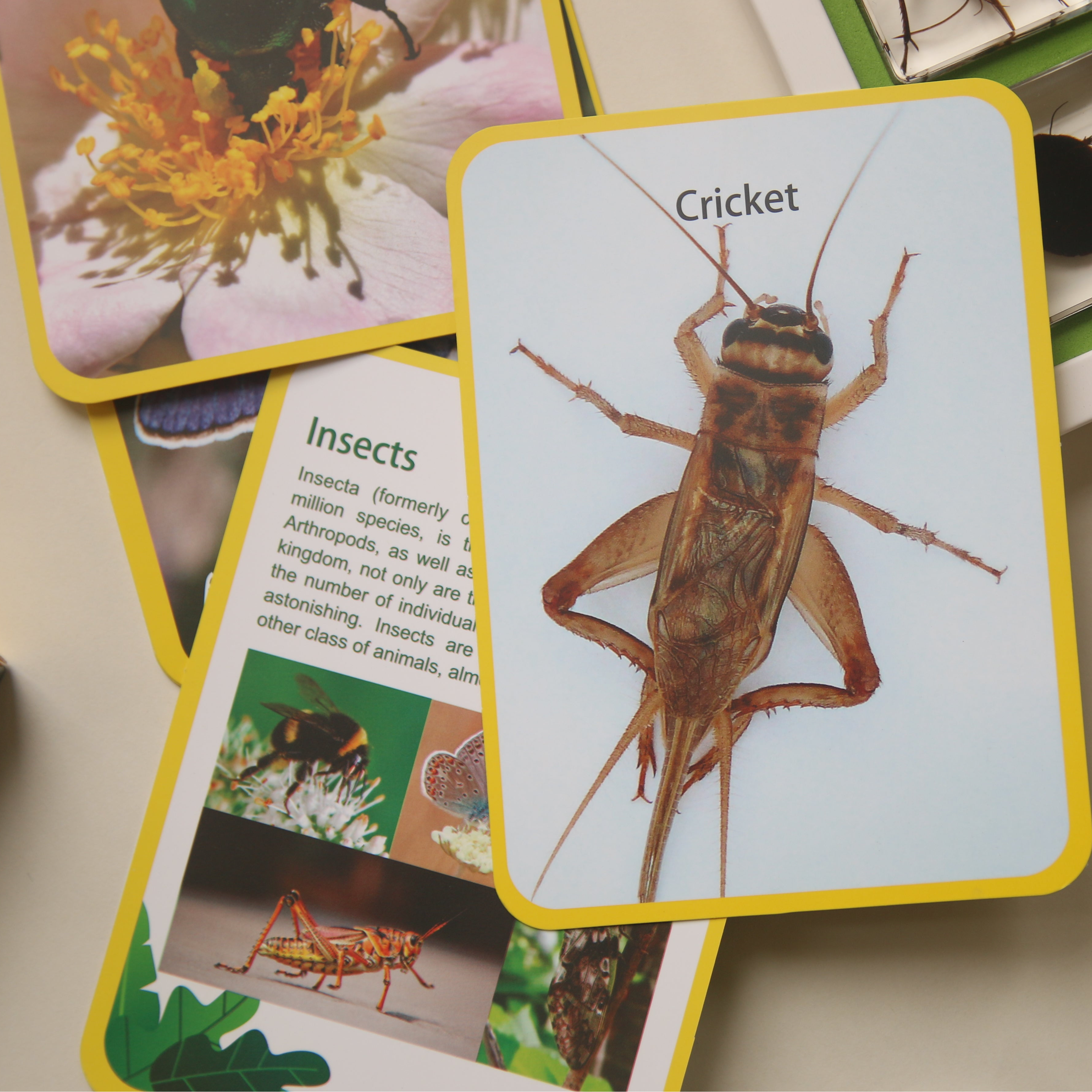 Acrylic Insect Specimen Set – Beautiful Mines