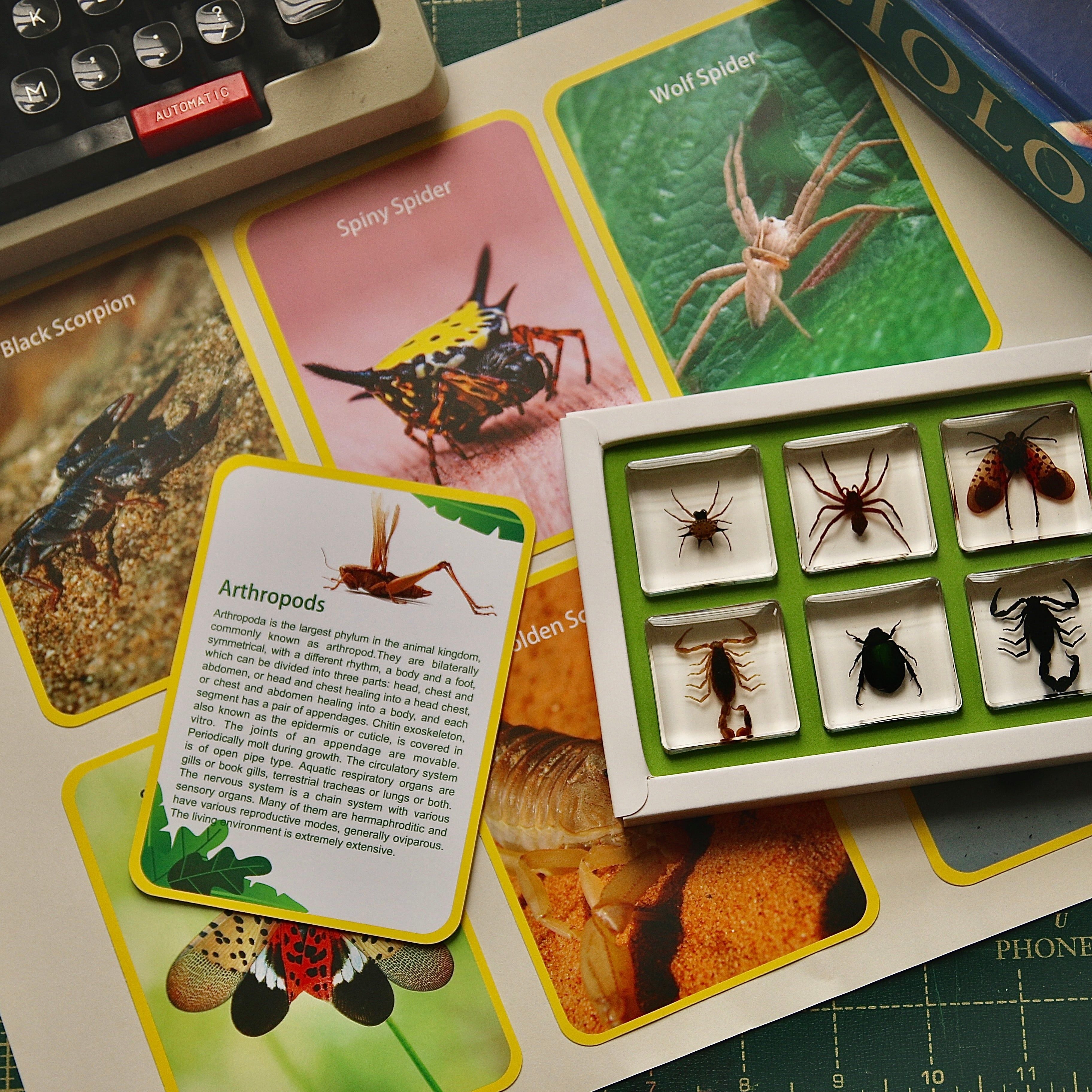 Acrylic Scorpion and Spider set – Beautiful Mines