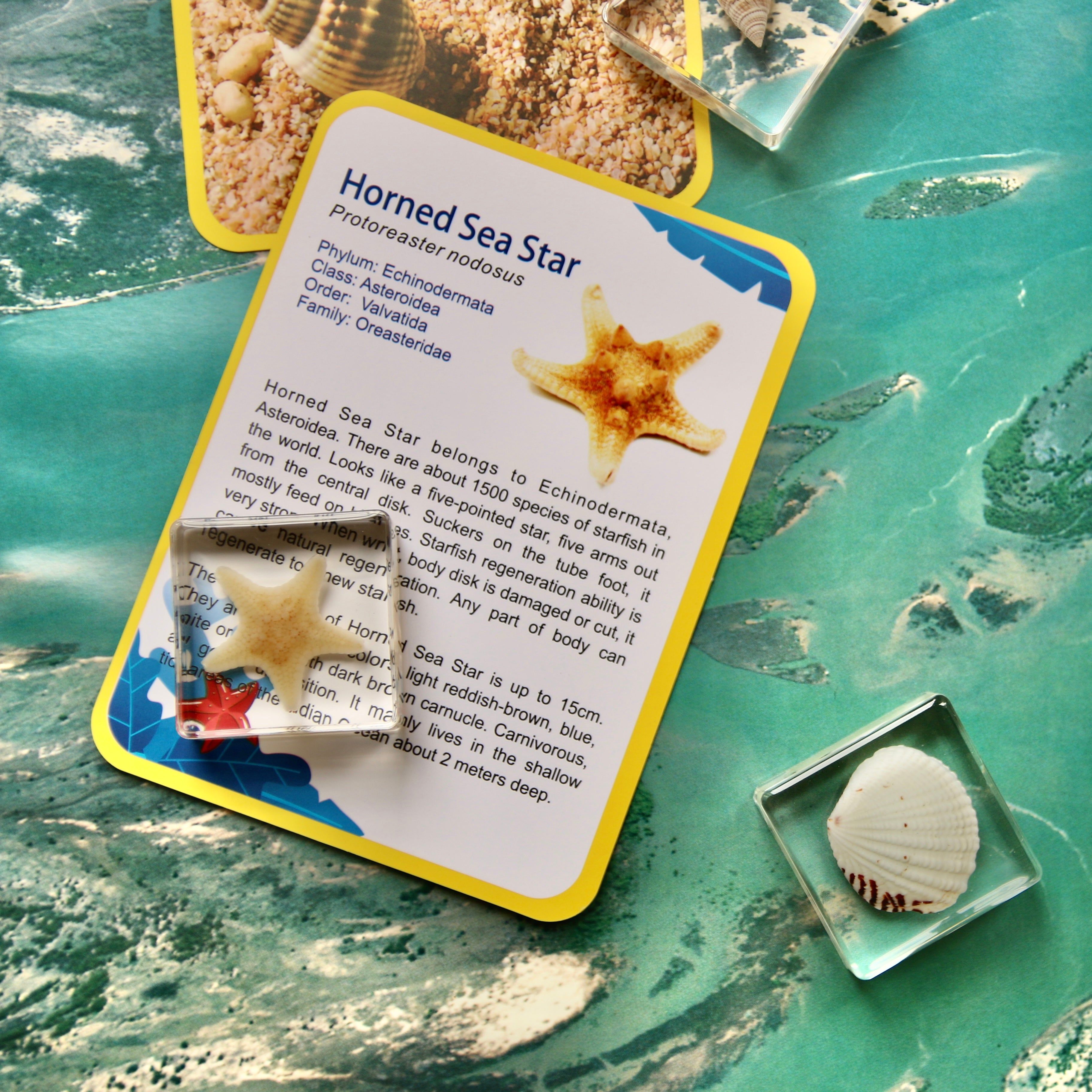 Acrylic Sea Life – Beautiful Mines